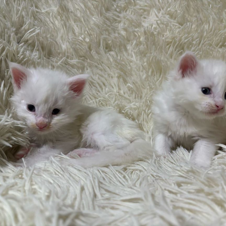 Котята майнкун