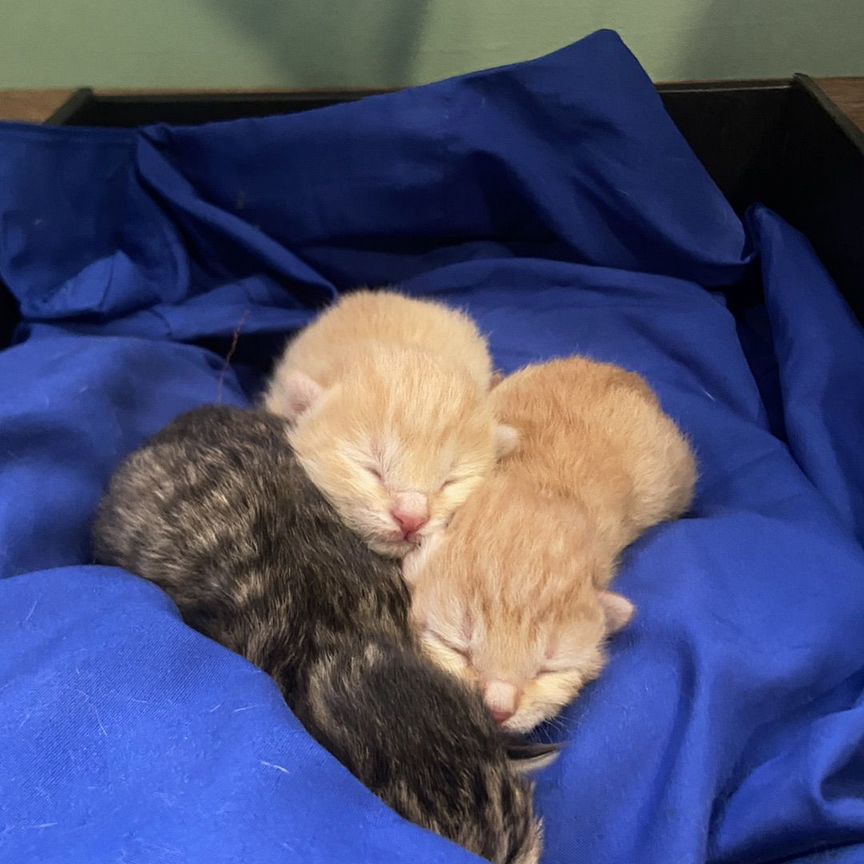 Отдам котенка в добрые руки