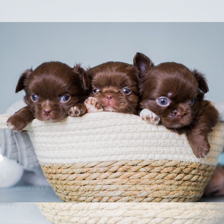 Чихуахуа, щенок