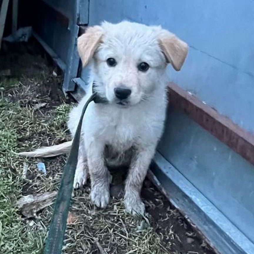 Щенок в добрые руки