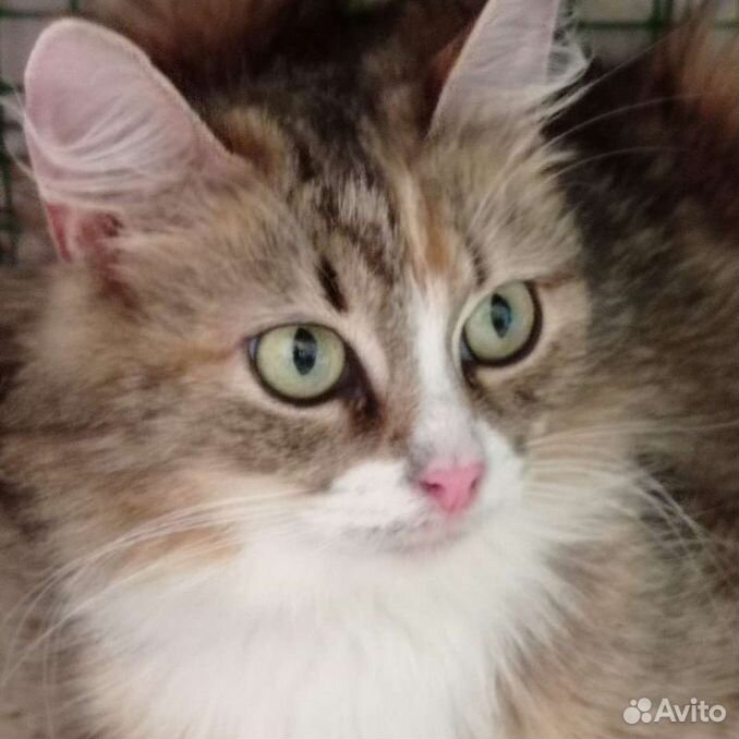 Варвара краса в добрые руки