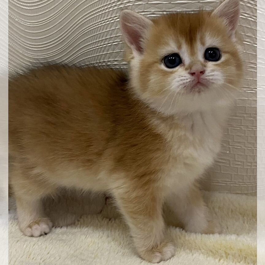 Британские котята девочка