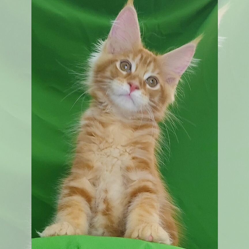 Котята мейн-куны самые лучшие