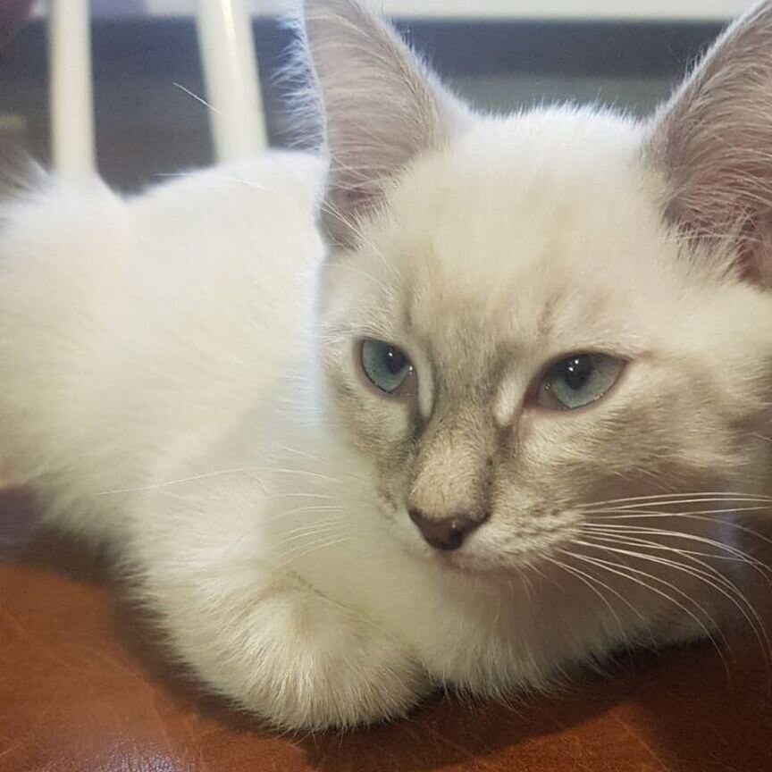 Котята Тайские девочки