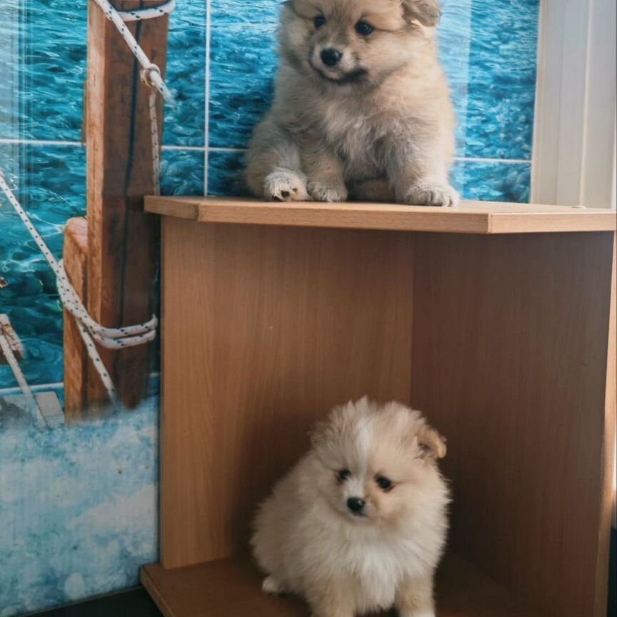 Щенки шпица