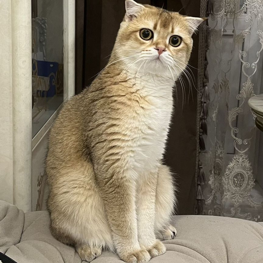 Шотландский вислоухий короткошёрстный, взрослый кот