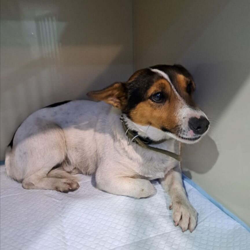 Хозяин отзовись