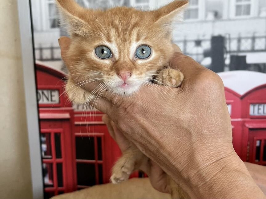 Мальчик 1 месяц очень замечательный