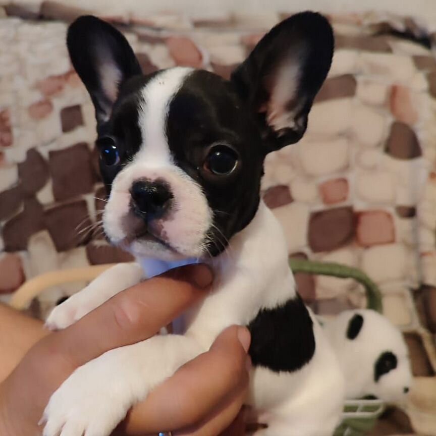 Щенок французского бульдога