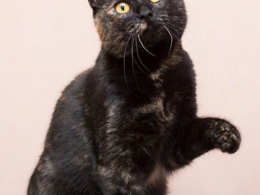 Очаровательная кошечка котенок
