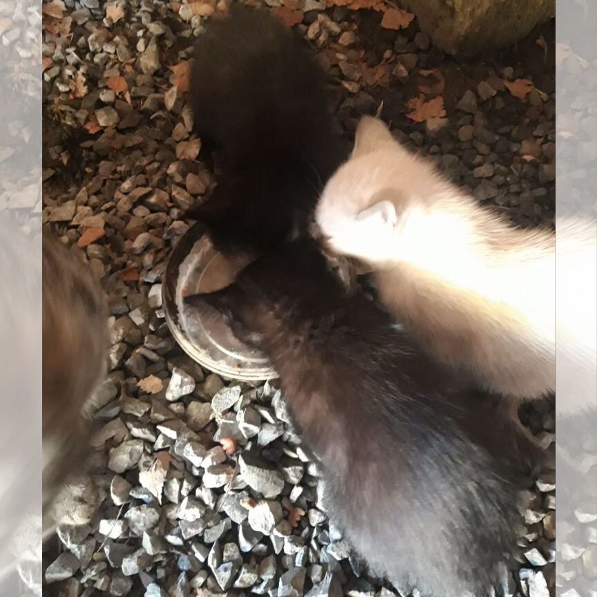 Котята в добрые руки бесплатно