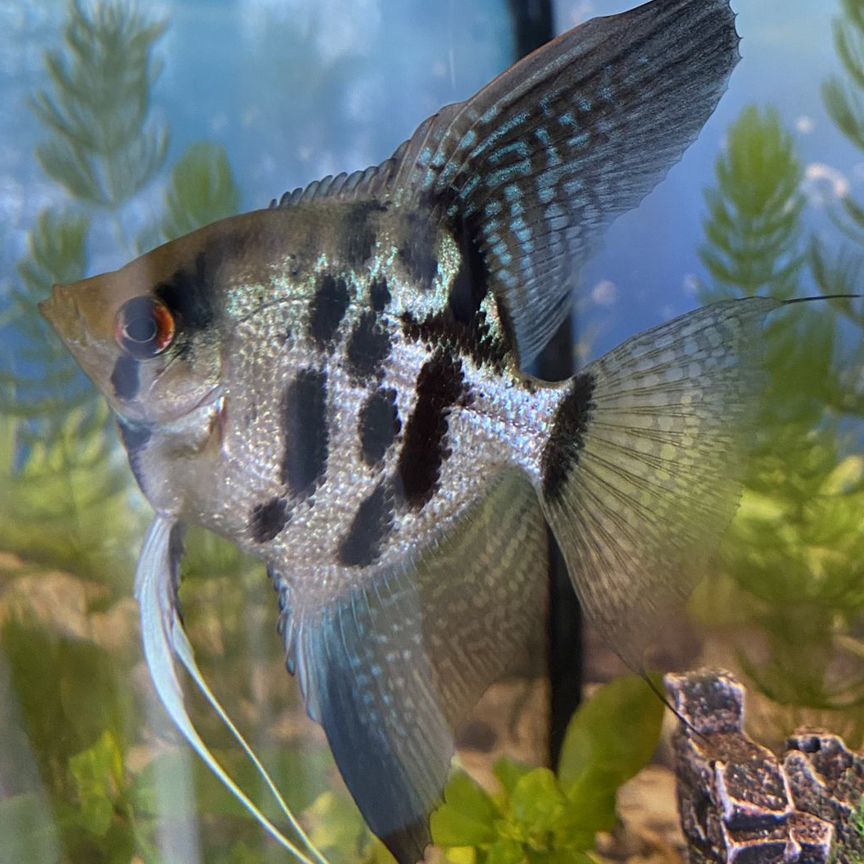 Малыши скалярии