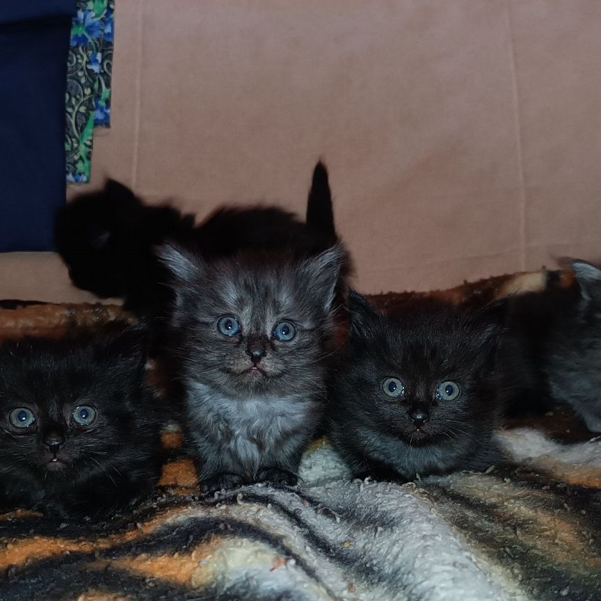 Котята в добрые руки