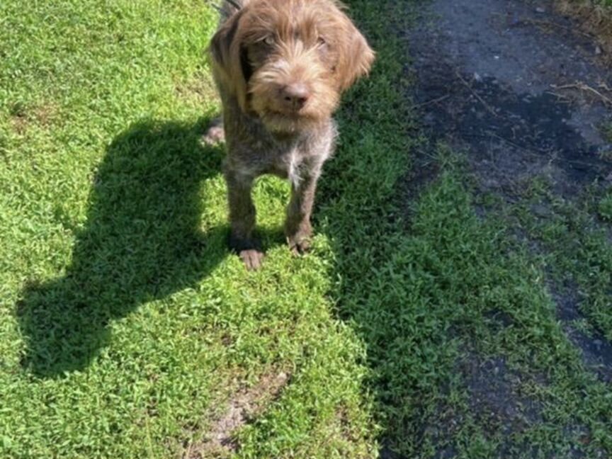 Щенки курцхара