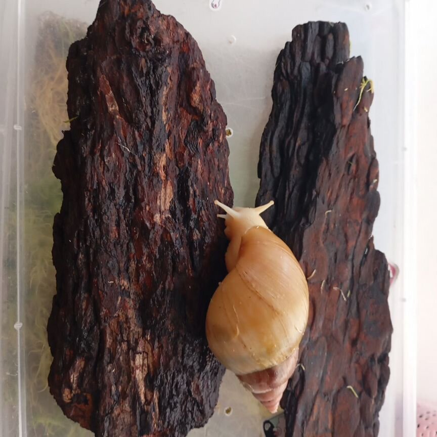 Деревяшки для улиток