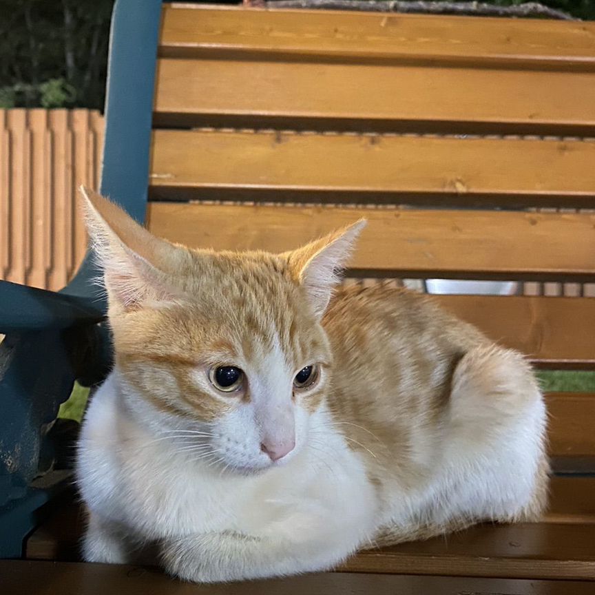 Спасите бездомного котенка, которому нужен дом