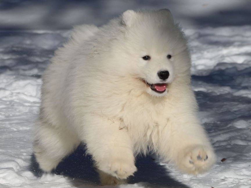 Щенок самоеда РКФ