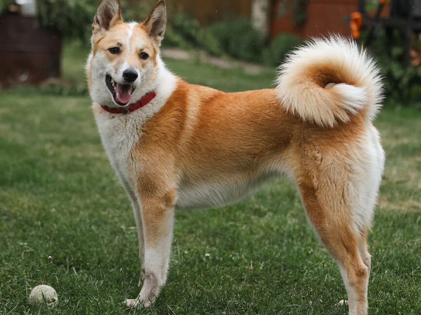 Собака в добрые руки отдам бесплатно