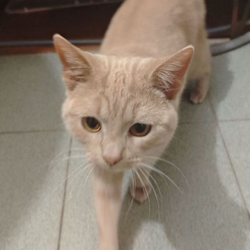 Мандарин, взрослый кот