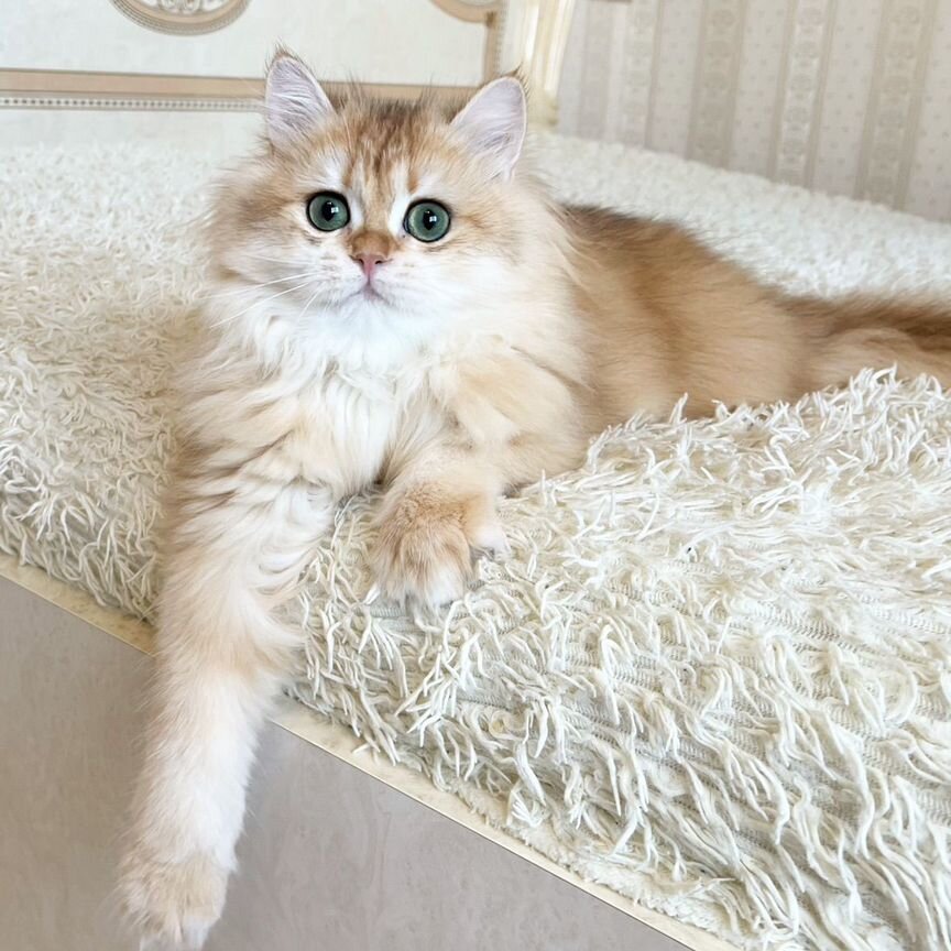Золотая шиншилла 8 месяцев