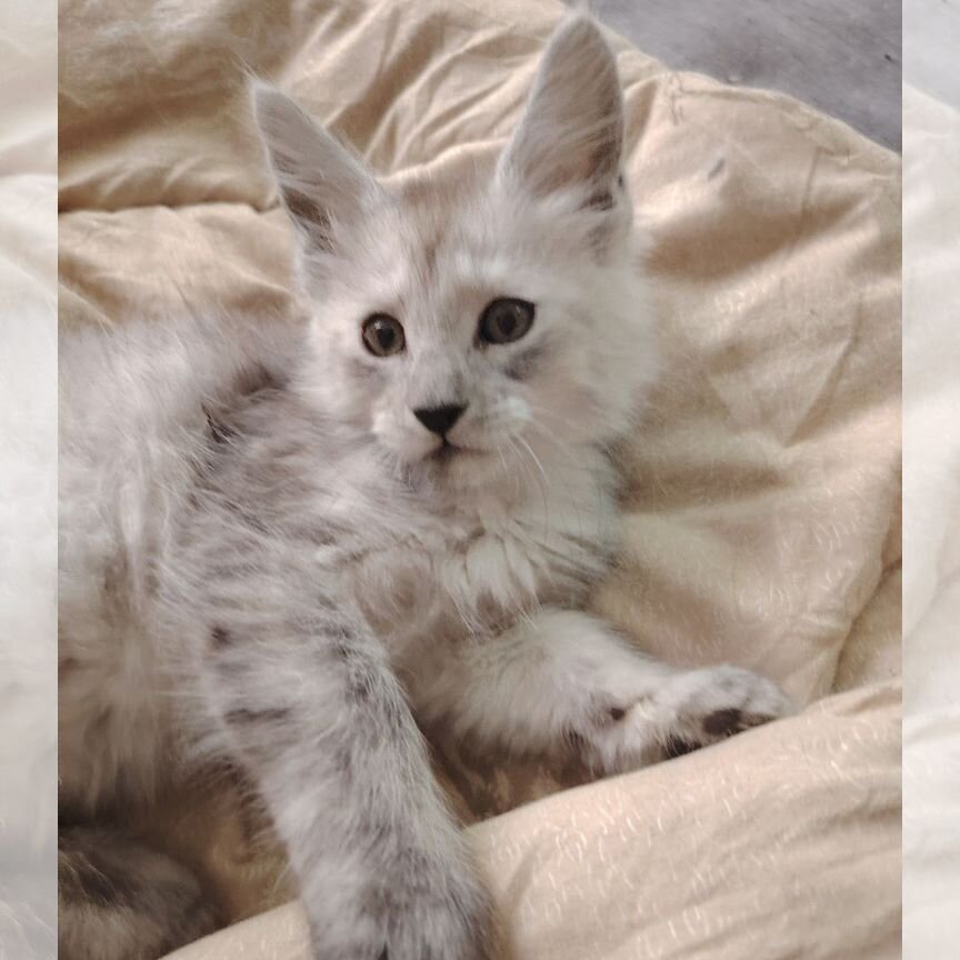 Мейн-кун котёнок