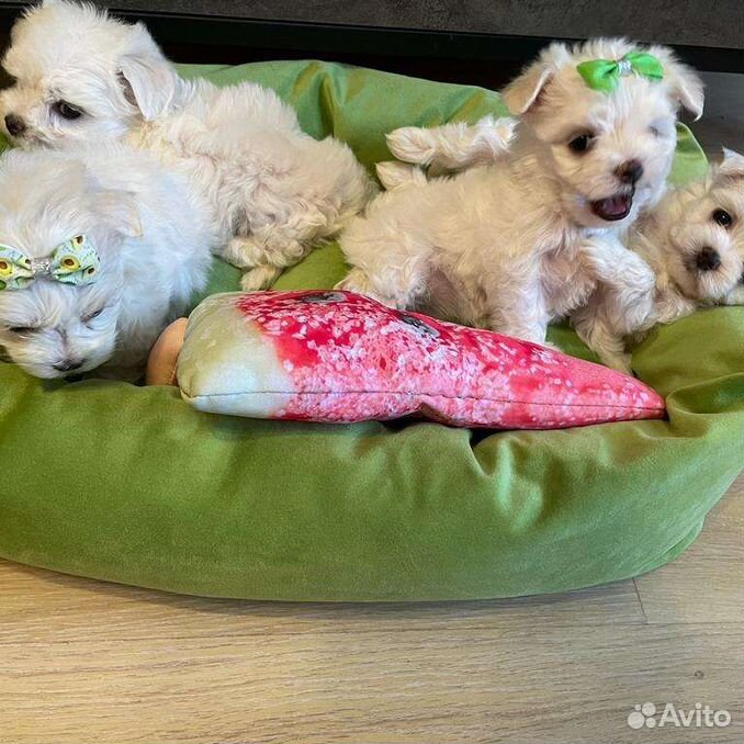 Мальтезе мальтийская болонка mini