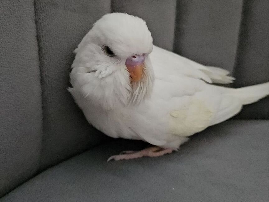 Выставочный волнистый Получех попугай