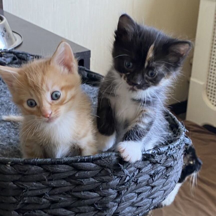 Котята
