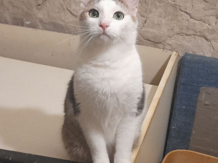 Котик в добрые руки