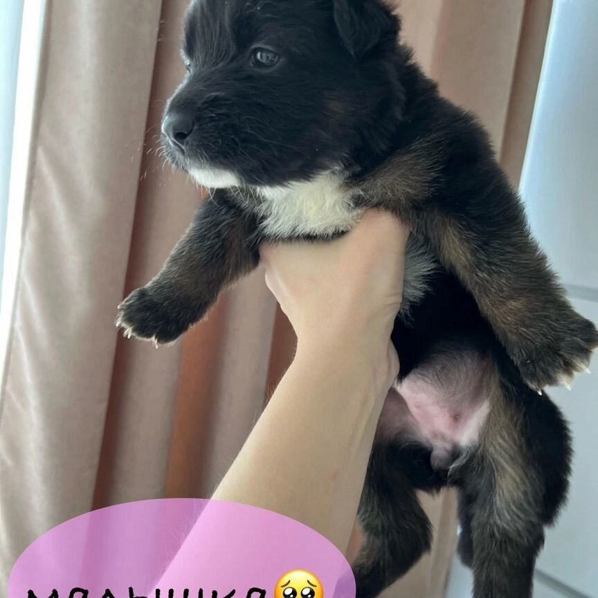 Щенки