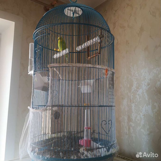 Попугай Сара с клеткой