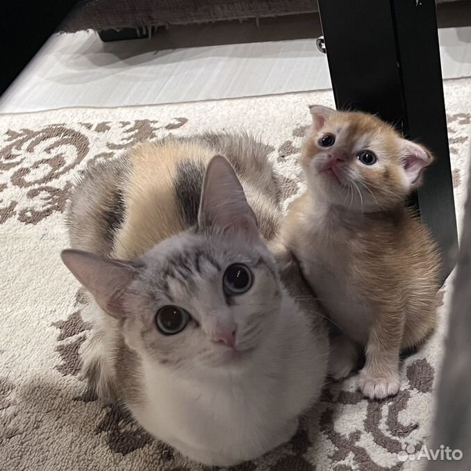 Сингапурская кошка