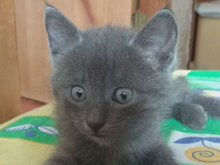 Котёночек в заботливую семью