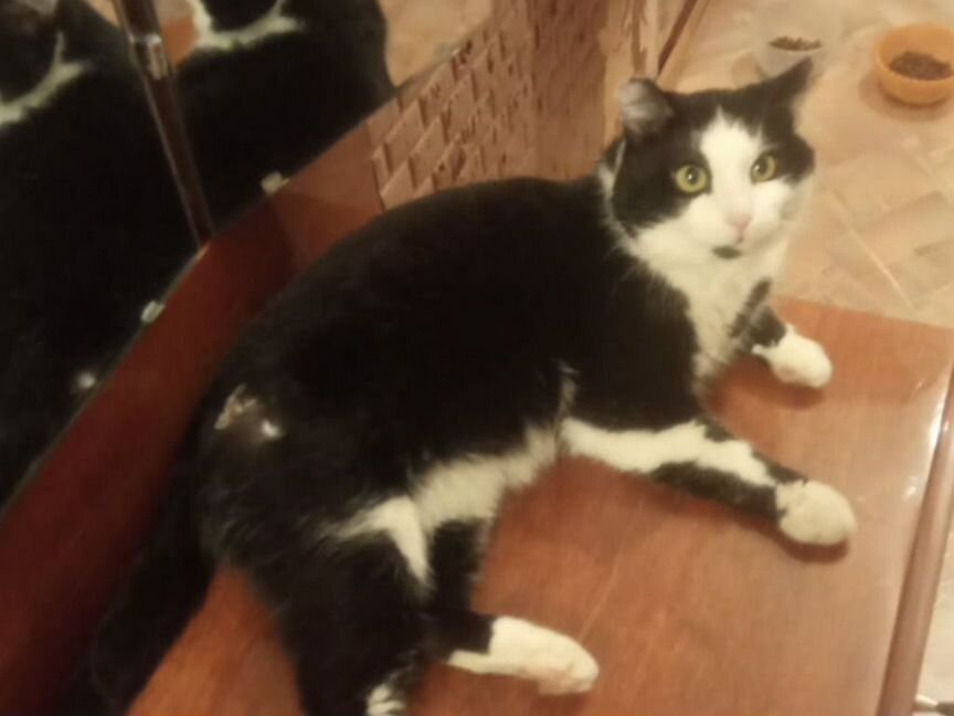 Ну просто ласкуша кот