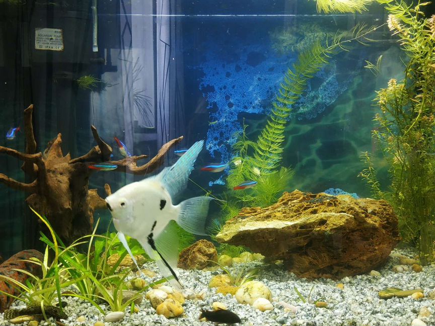 Аквариумные рыбки