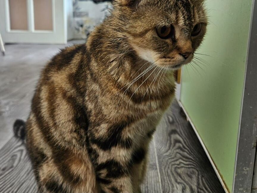 Шотландская вислоухая кошка
