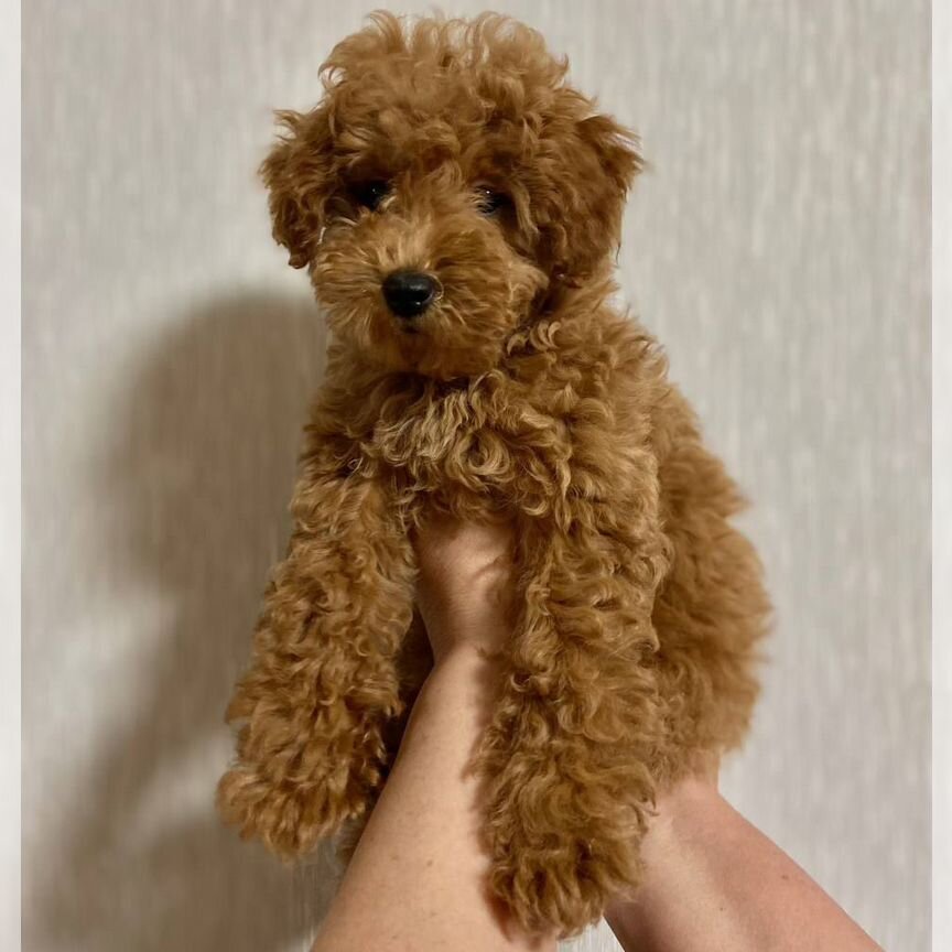 Мальтипу, щенок