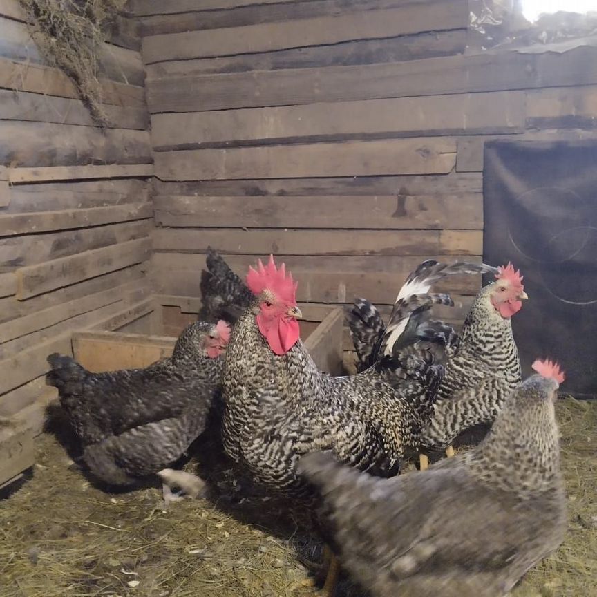 Куры несушки Гриз бар