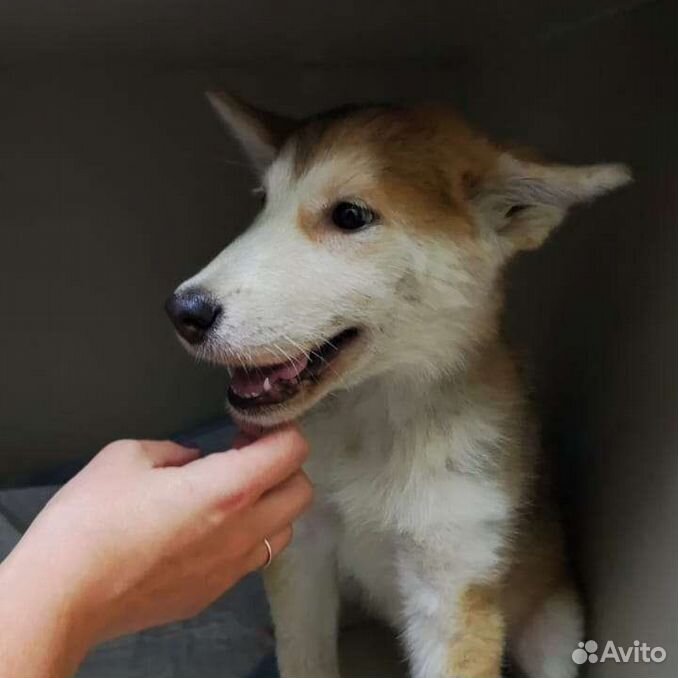 Собака щенок хаски рыжий белый бесплатно