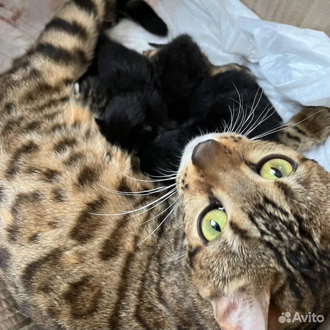 Отдадим котенка от бенгальской кошки