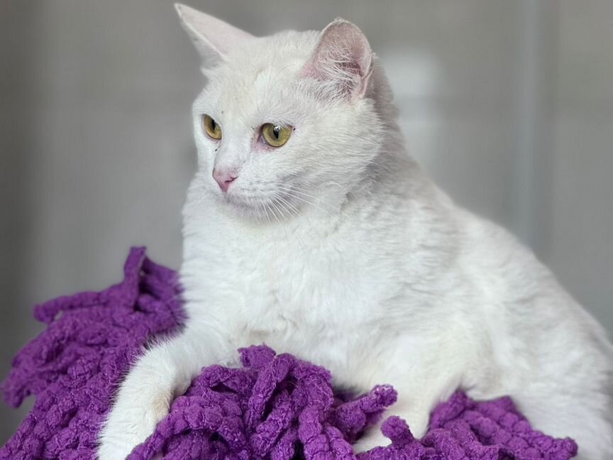 Кошка Снежинка в добрые руки