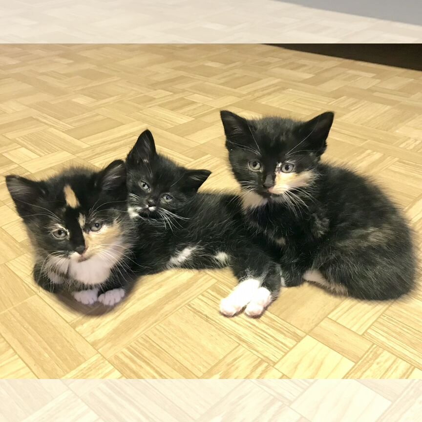 Котята девочки 1,5 мес