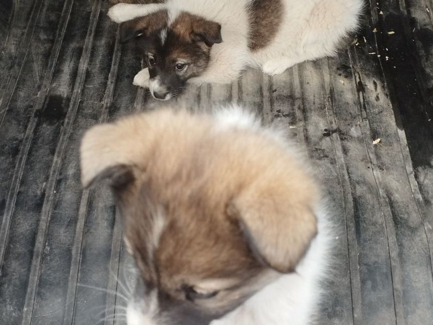 Помогите раздать щенят