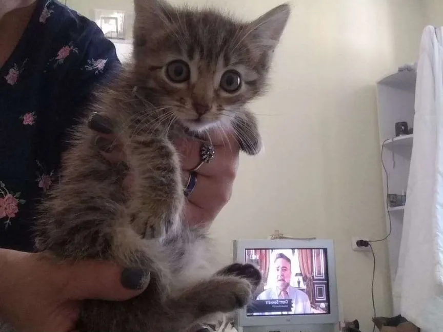 Котёнок, 1,5 месяца, мальчик