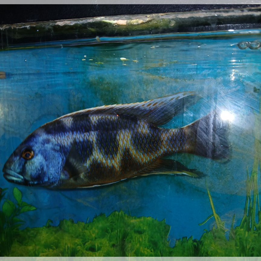 Золотой leopard цихлида