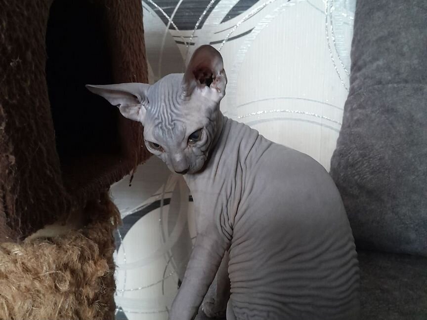 Канадский сфинкс котенок девочка