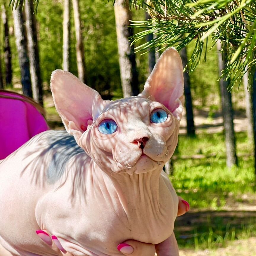 Доминантная программа синих глаз