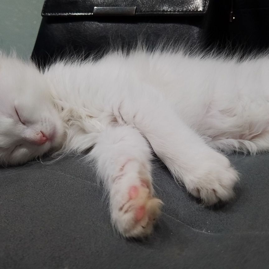 Отдам котёнка в добрые руки