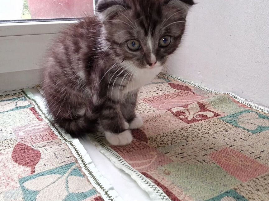 Котенок в добрые руки