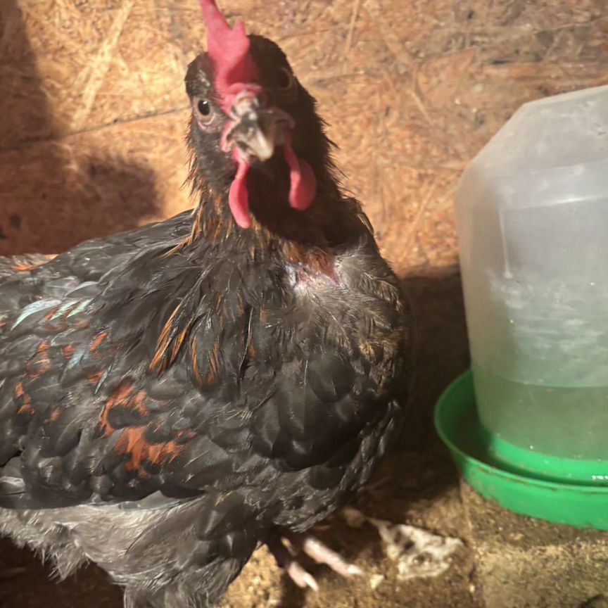 Петух маран черно медный